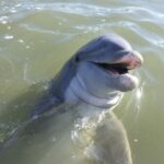 Hilton Head Island: Daytime Dolphin Watching Boat Tour - Final Thoughts: Is This Tour Right for You?