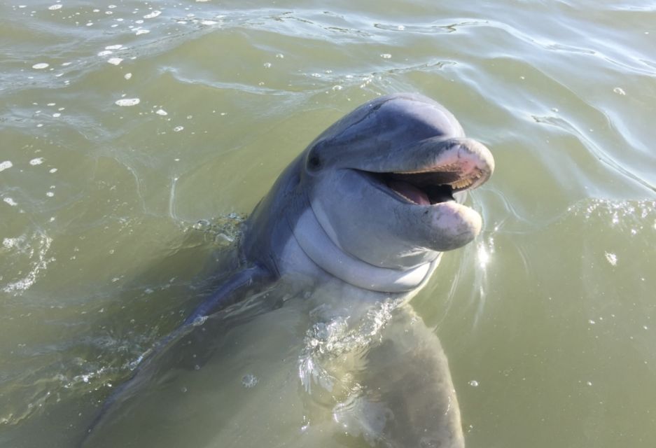 Hilton Head Island: Daytime Dolphin Watching Boat Tour - Final Thoughts: Is This Tour Right for You?