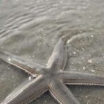 Hilton Head Island: Disappearing Island and Dolphin Tour - The Experience of Visiting Disappearing Island
