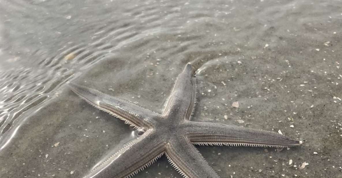 Hilton Head Island: Disappearing Island and Dolphin Tour - The Experience of Visiting Disappearing Island