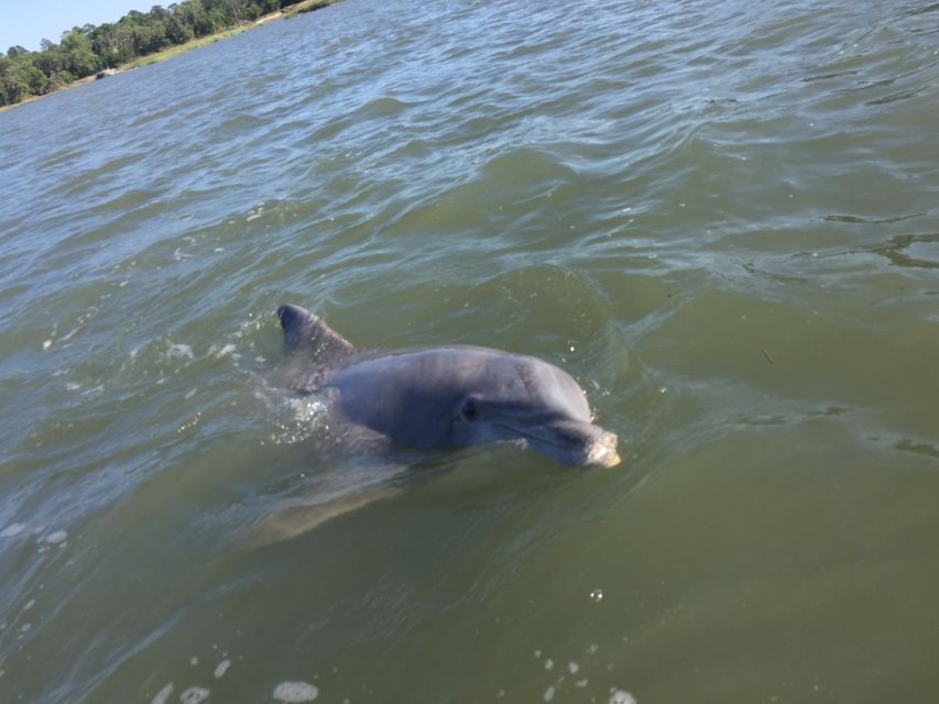 Hilton Head Island: Disappearing Island and Dolphin Tour - Who Should Consider This Tour?