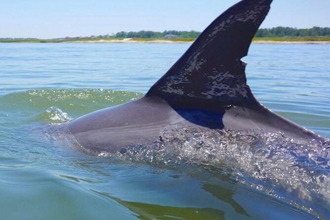 Hilton Head Island Dolphin Boat Cruise - The Experience: What to Expect on This Dolphin Cruise