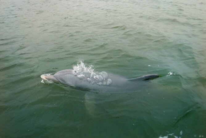 Hilton Head Island Dolphin Boat Cruise - The Guides and Their Impact