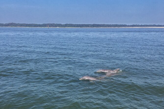Hilton Head Island Dolphin Boat Cruise - The Practical Aspects: Pricing, Booking, and Duration