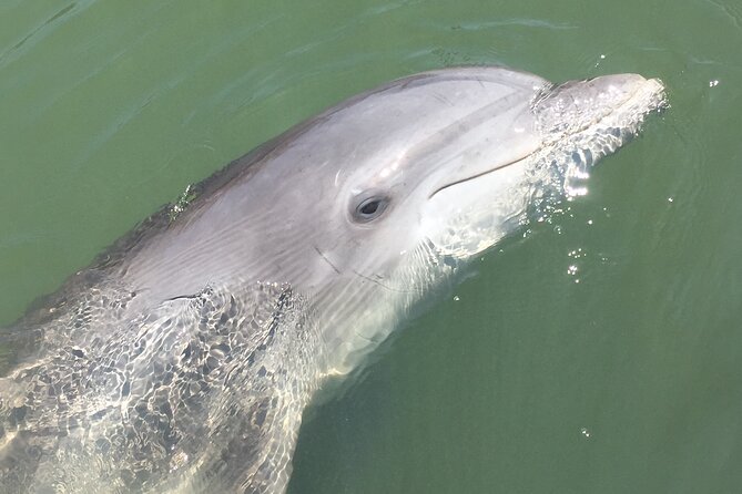 Hilton Head Island Dolphin Boat Cruise - Authenticity: Why This Tour Stands Out