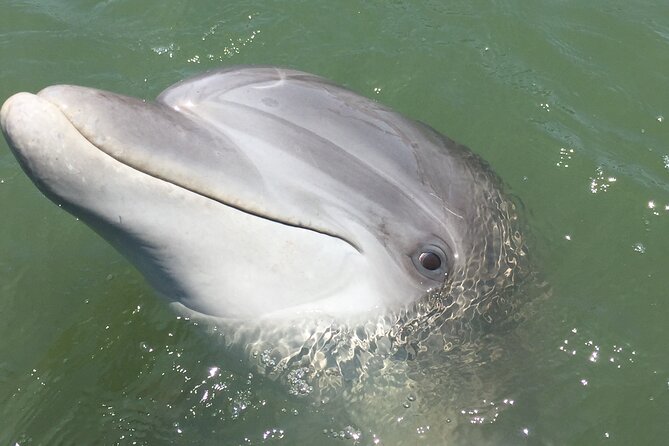 Hilton Head Island Dolphin Boat Cruise - Who Will Love This Tour?