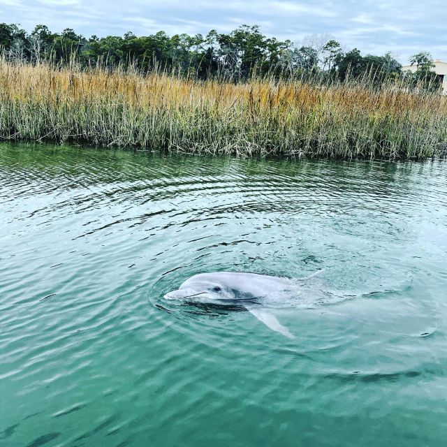 Hilton Head Island: Dolphin Cruise & Nature Tour - Introduction: A Scenic Dolphin Encounter