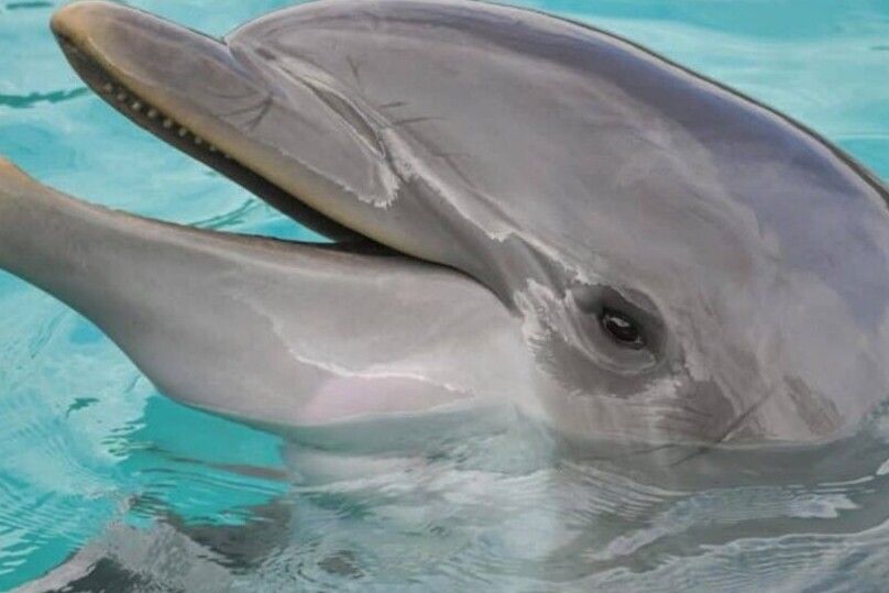 Hilton Head Island: Dolphin Cruise & Nature Tour - What to Expect on the Water
