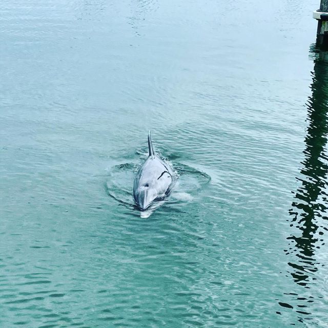 Hilton Head Island: Dolphin Cruise & Nature Tour - The Experience with Guides and Narration
