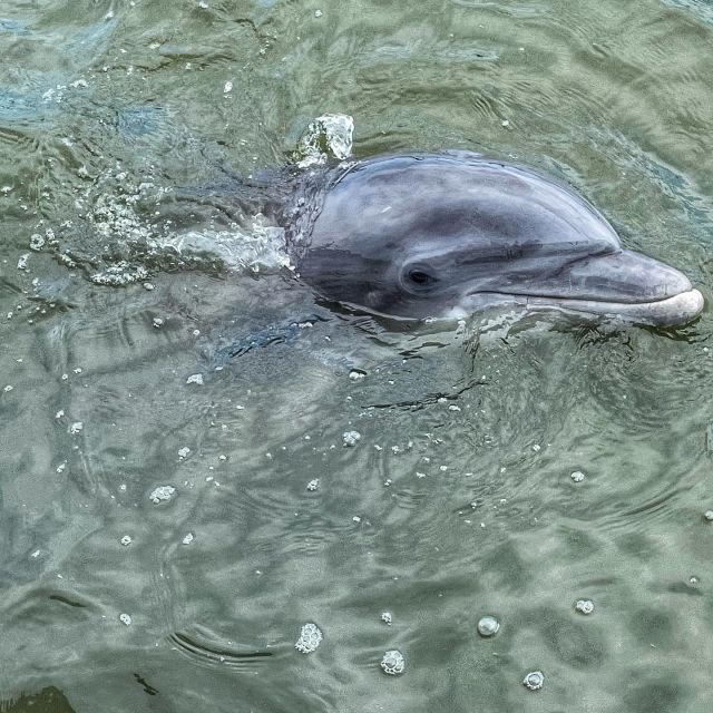 Hilton Head Island: Dolphin Cruise & Nature Tour - The Value of the Tour