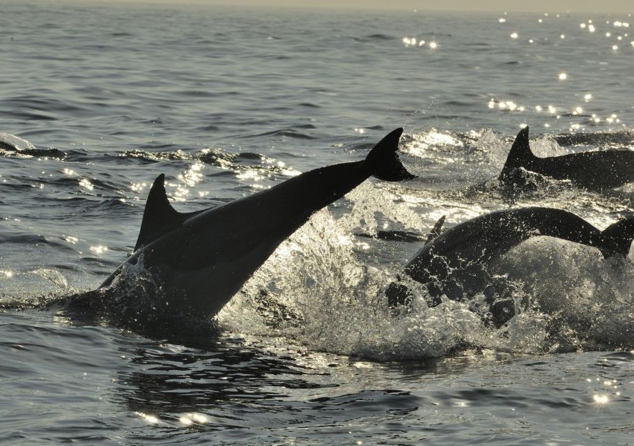 Hilton Head Island: Dolphin Nature Cruise - The Itinerary: What to Expect on the Cruise