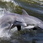 Hilton Head Island: Dolphin Nature Cruise - The Value of This Tour: Price and Inclusions