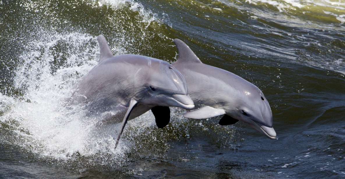 Hilton Head Island: Dolphin Nature Cruise - The Value of This Tour: Price and Inclusions