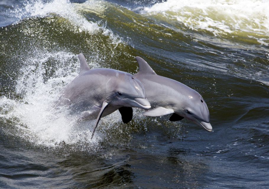 Hilton Head Island: Dolphin Nature Cruise - Final Thoughts: Is This Tour Right for You?