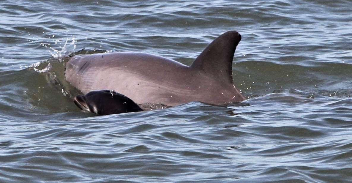 Hilton Head Island: Dolphin Watching Cruise with Donuts - Key Points