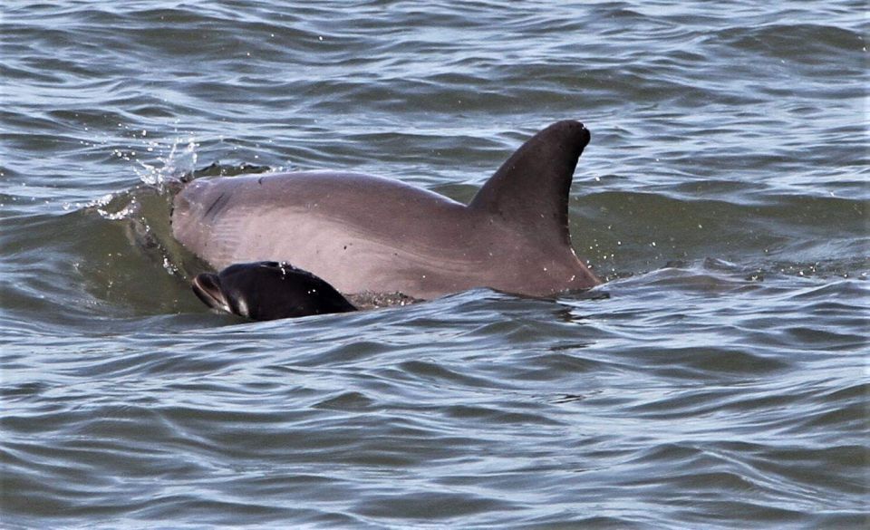 Hilton Head Island: Dolphin Watching Cruise with Donuts - A Closer Look at the Hilton Head Dolphin Watching Cruise