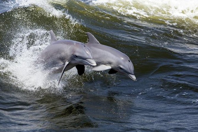 Hilton Head Island Dolphin Watching Nature Cruise - An In-Depth Look at the Experience