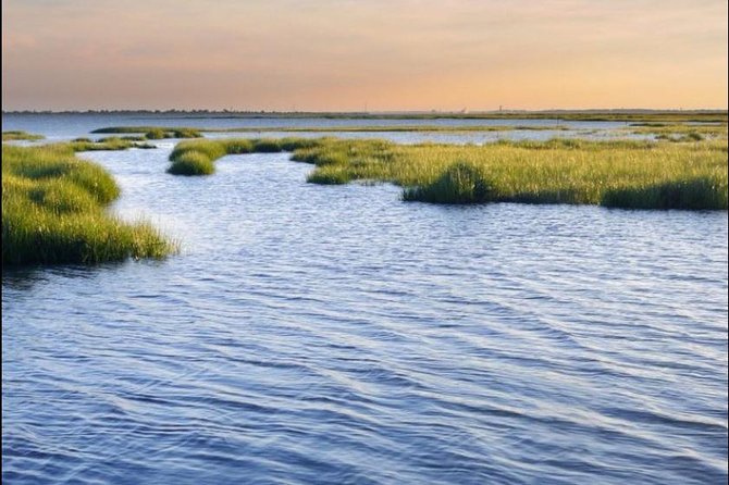 Hilton Head Island Dolphin Watching Nature Cruise - Who Should Consider This Tour?