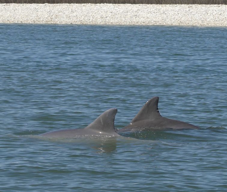 Hilton Head Island: Private Dolphin and Nature Tour - Key Points