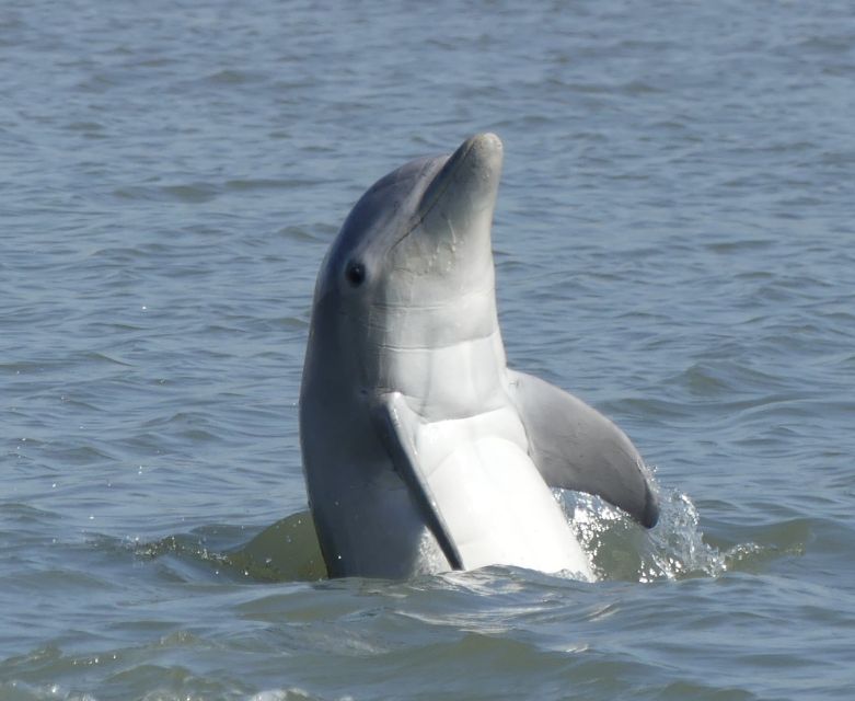 Hilton Head Island: Private Dolphin and Nature Tour - An Up-Close Look at the Itinerary