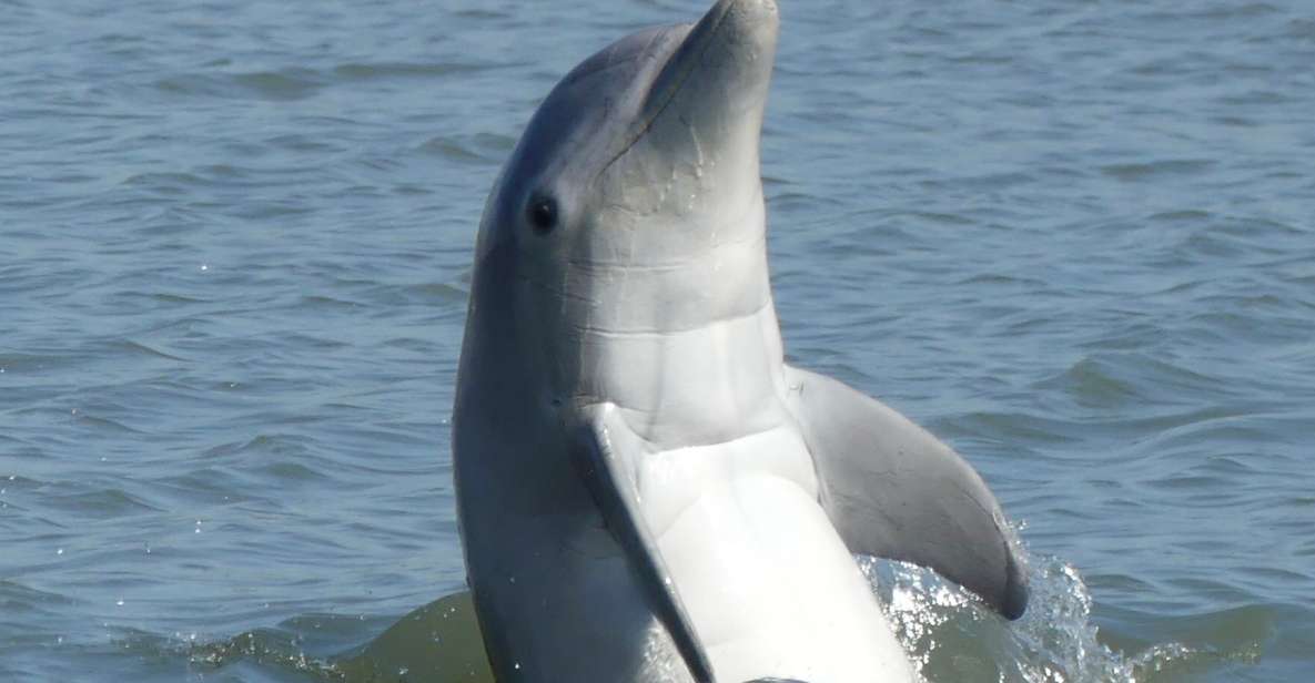 Hilton Head Island: Private Dolphin and Nature Tour - Practical Details & What to Keep in Mind