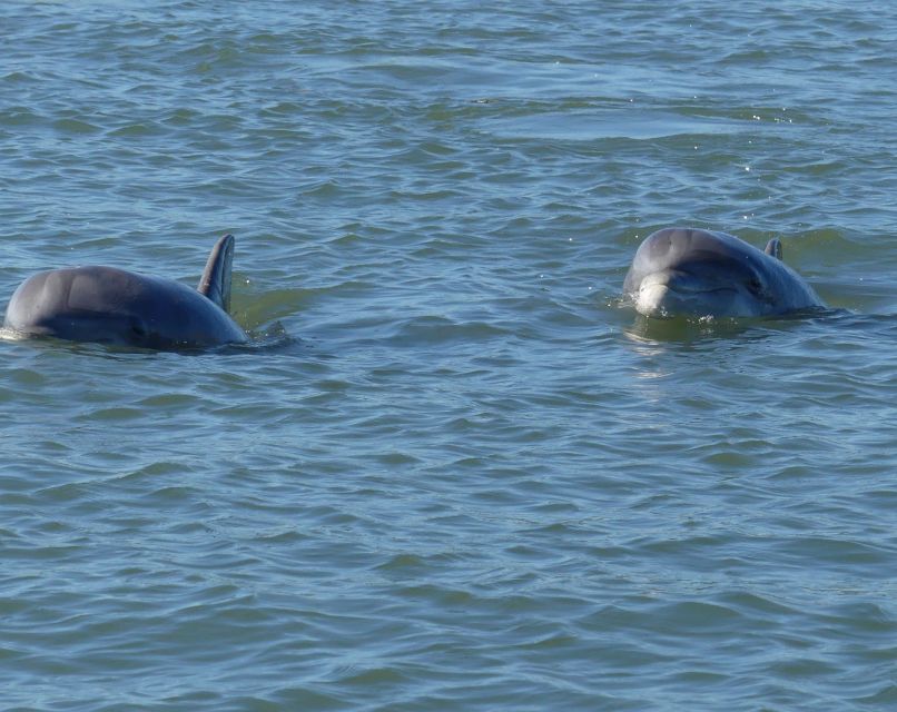 Hilton Head Island: Private Dolphin and Nature Tour - Who Will Love This Tour?