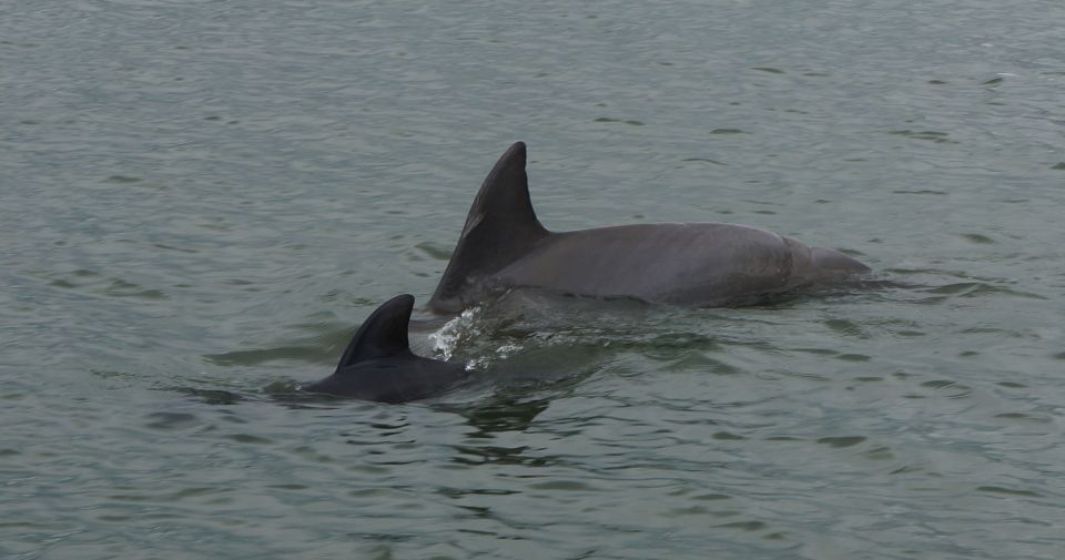 Hilton Head Island: Private Dolphin and Nature Tour - Final Thoughts