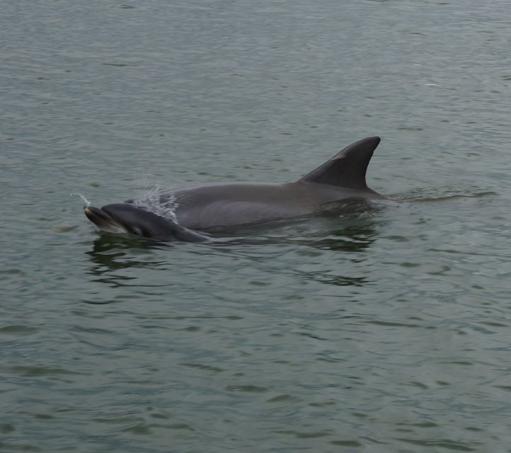 Hilton Head Island: Private Dolphin and Nature Tour - FAQ