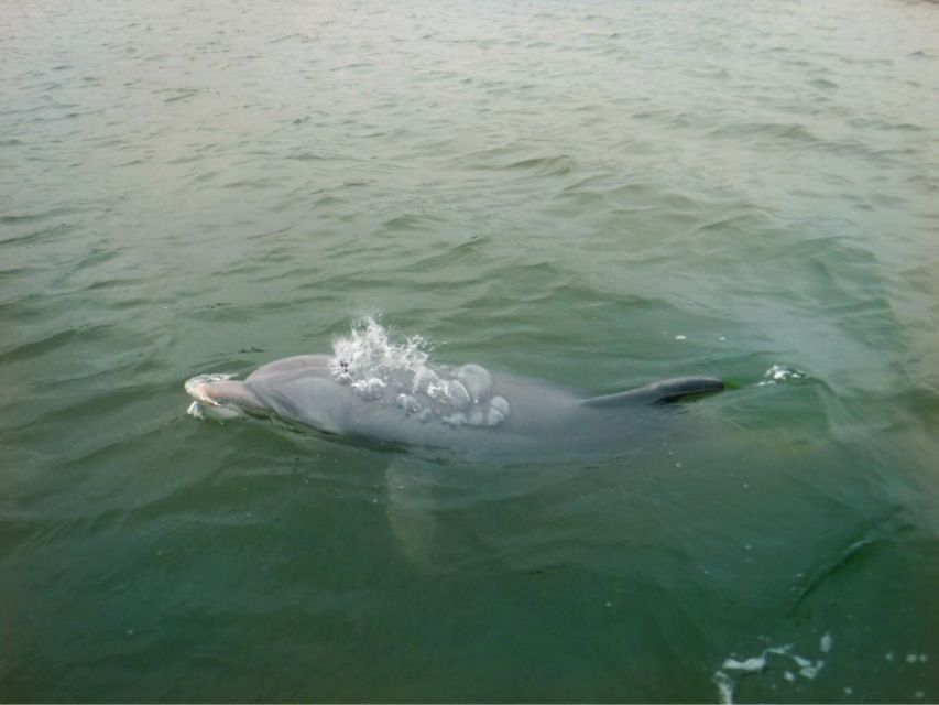 Hilton Head Island: Private Dolphin Watching Boat Tour - Key Points