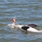 Hilton Head Island: Private Dolphin Watching Boat Tour - Who Will Love This Tour?