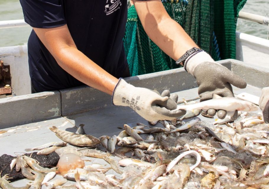 Hilton Head Island: Shrimp Trawling Boat Tour - Who Would Love This Tour?