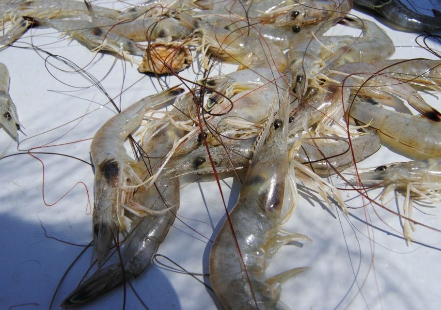 Hilton Head Island: Shrimp Trawling Boat Tour - Final Thoughts