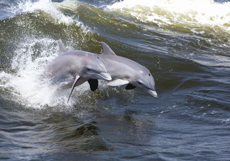 Hilton Head Island: Sunset Dolphin Cruise - Who Should Consider This Tour?