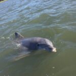 Hilton Head Island Sunset Dolphin Tour - Authentic Experiences from Travelers