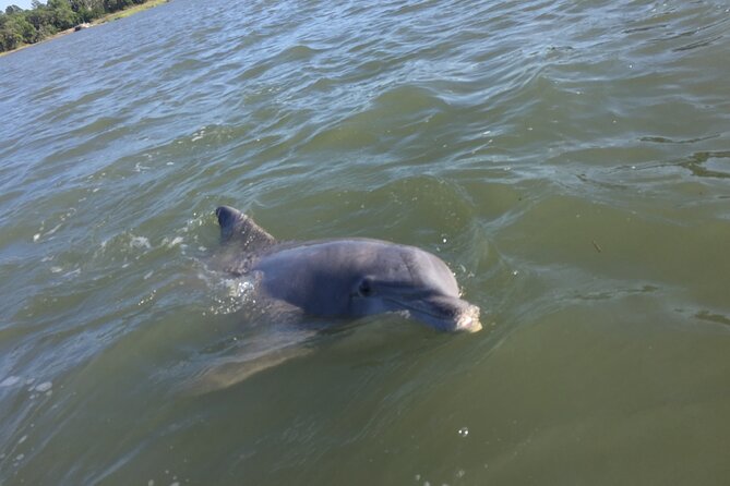 Hilton Head Island Sunset Dolphin Tour - Authentic Experiences from Travelers