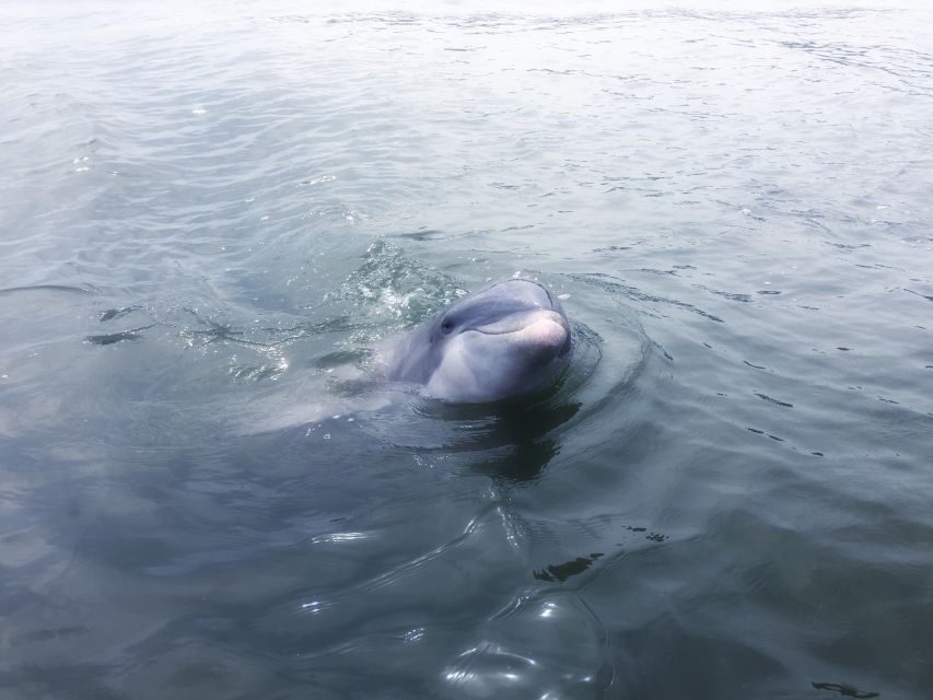 Hilton Head Island: Sunset Dolphin Watching Tour - FAQ