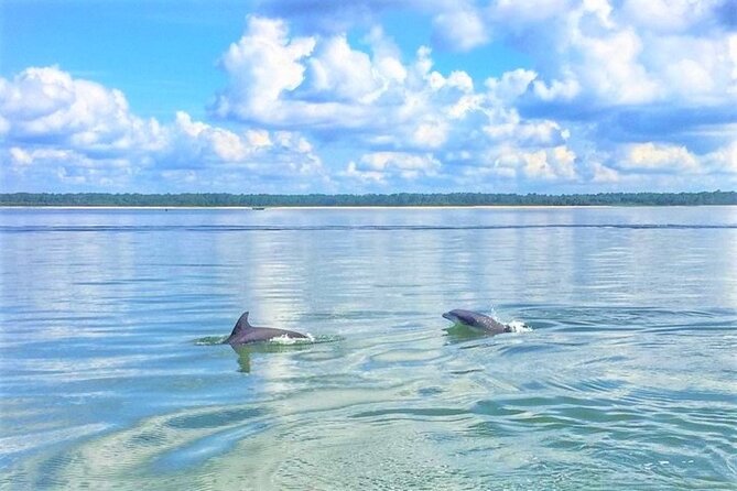 Hilton Head Morning Dolphins & Donuts Cruise - Introduction: What to Expect from the Hilton Head Dolphins & Donuts Cruise