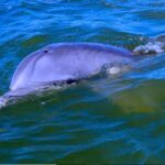 Hilton Head Morning Dolphins & Donuts Cruise - In-Depth Review: What Makes This Tour Special?