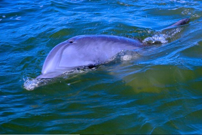 Hilton Head Morning Dolphins & Donuts Cruise - In-Depth Review: What Makes This Tour Special?
