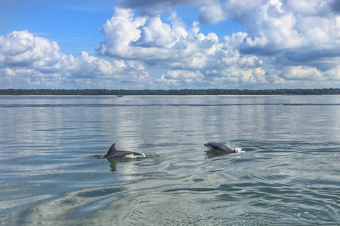 Hilton Head Morning Dolphins & Donuts Cruise - Authentic Experiences and Reviewer Insights