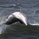 Hilton Head Sunset Dolphin Watching Cruise - Practical Details and Considerations