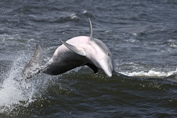 Hilton Head Sunset Dolphin Watching Cruise - Practical Details and Considerations