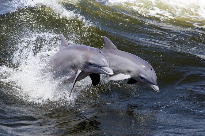 Hilton Head Sunset Dolphin Watching Cruise - FAQs