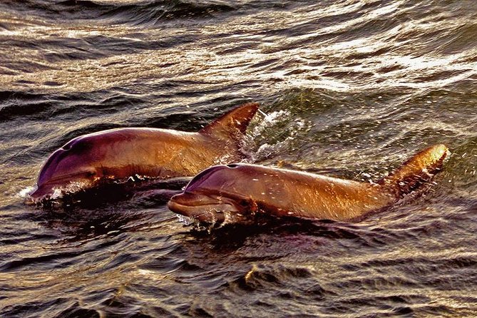 Hilton Head Sunset Dolphin Watching Cruise - Final Thoughts