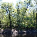 Historic Mystery Walking Tour in Florida - The Sum Up