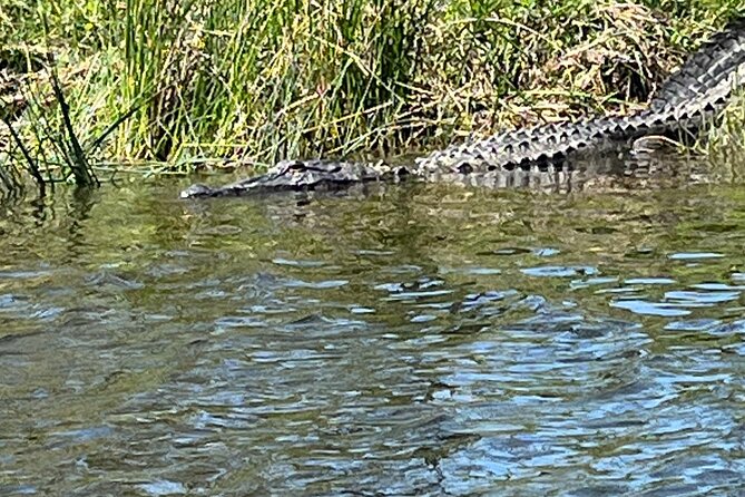 Historical Scenic Bayou Swamp Water Trail Kayak Tour - Exploring the Louisiana Wilderness: The Scenic Bayou Swamp Water Trail Kayak Tour