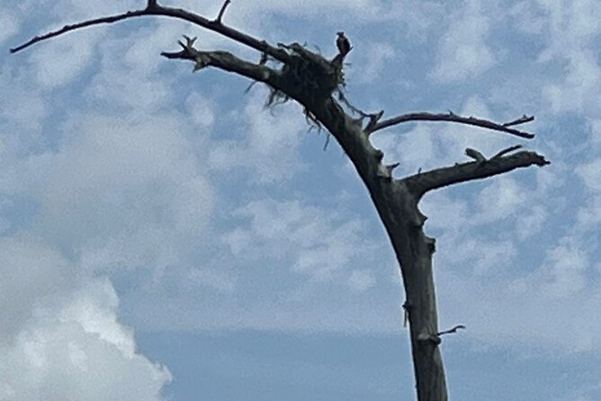 Historical Scenic Bayou Swamp Water Trail Kayak Tour - Final Words: Is It Worth It?