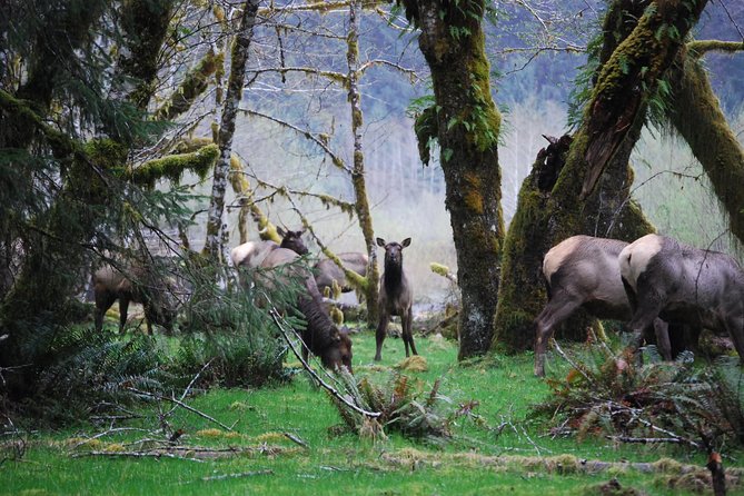 Hoh Rain Forest and Rialto Beach Guided Tour in Olympic National Park - Key Points