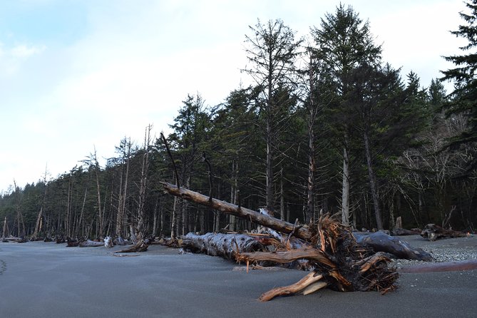 Hoh Rain Forest and Rialto Beach Guided Tour in Olympic National Park - What Makes This Tour Practical and Value-Driven