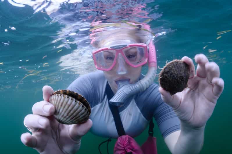 Homosassa: Snorkel & Scallop Hunt in Gulf of Mexico - Detailed Breakdown of the Tour Experience